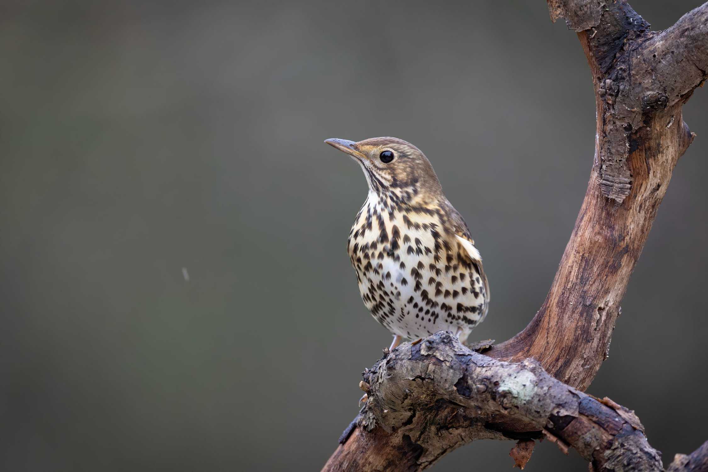 Song Thrus Framed Prints, Posters & Canvas Print Wall Art