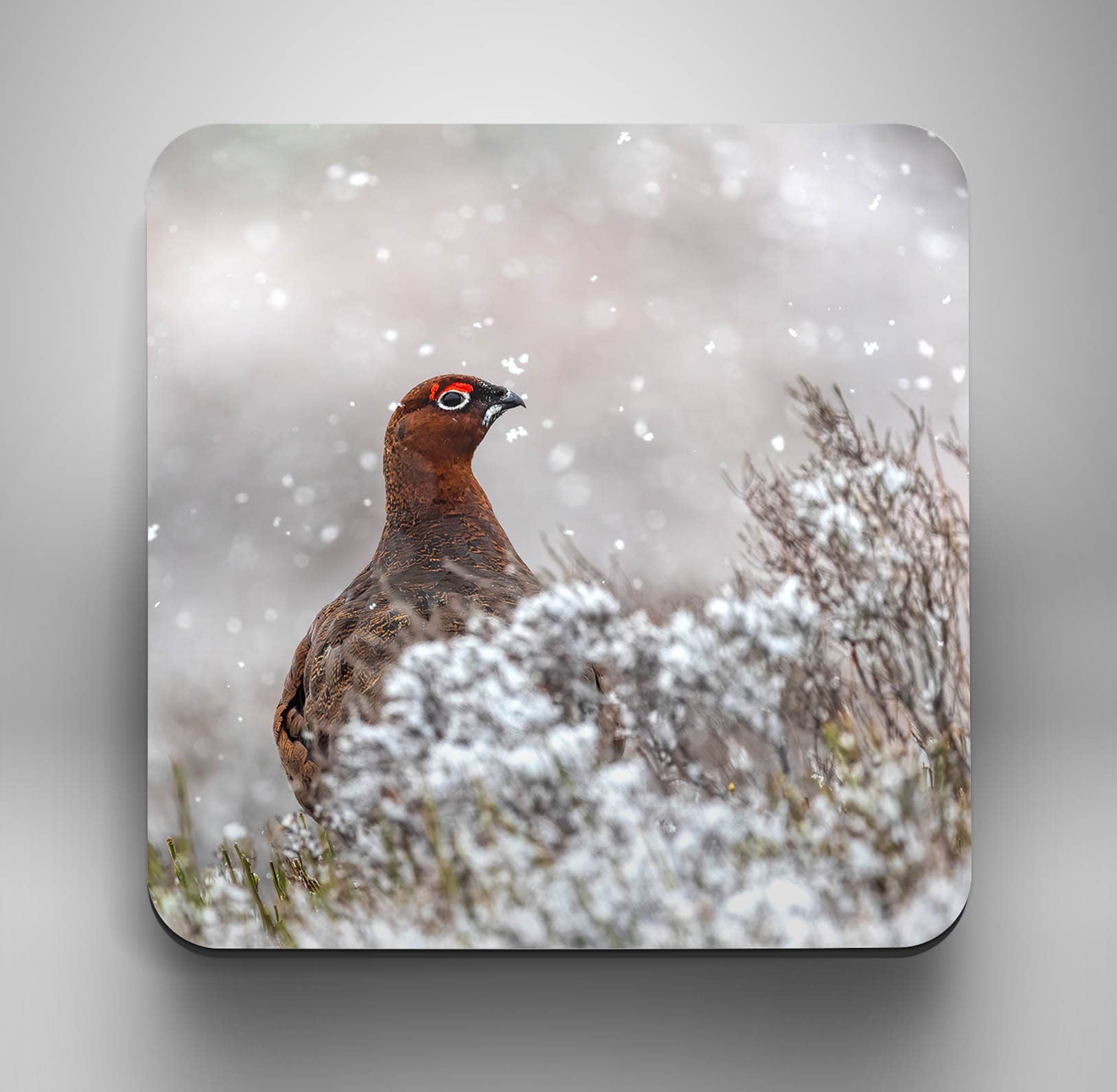 Red Grouse in the snow Large Wooden Cork Photography Coaster